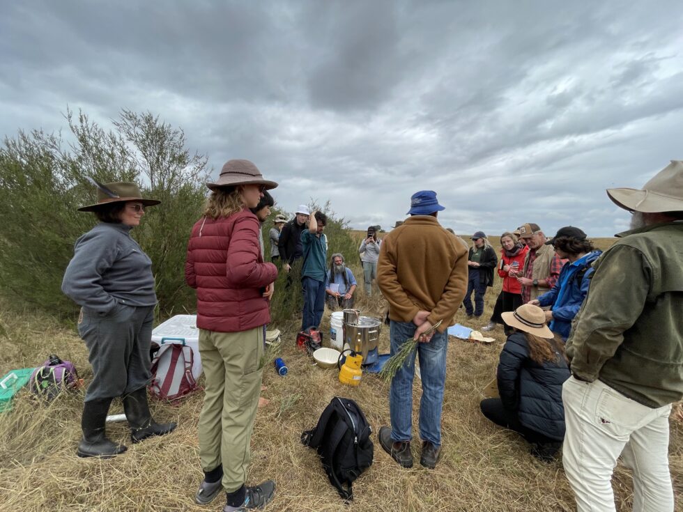 Exploring opportunities for native plants at the ‘Nguluway’ Local ...